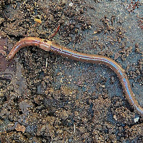 crazy snake worms - FineGardening