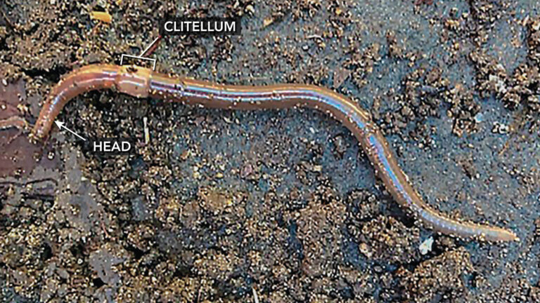 How to Identify and Remove Invasive Jumping Worms – Planting A-Z