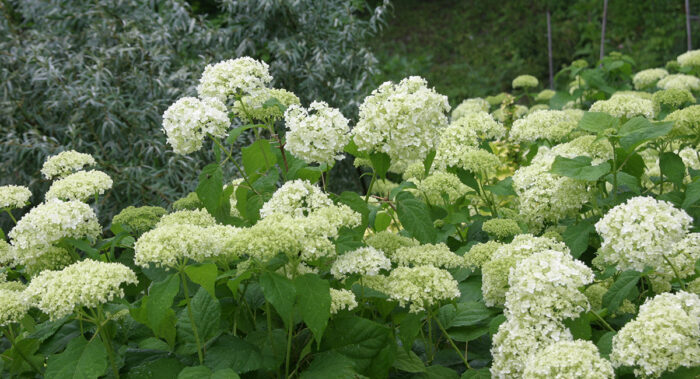 Stunning Hydrangeas for the Southern Garden - Fine Gardening