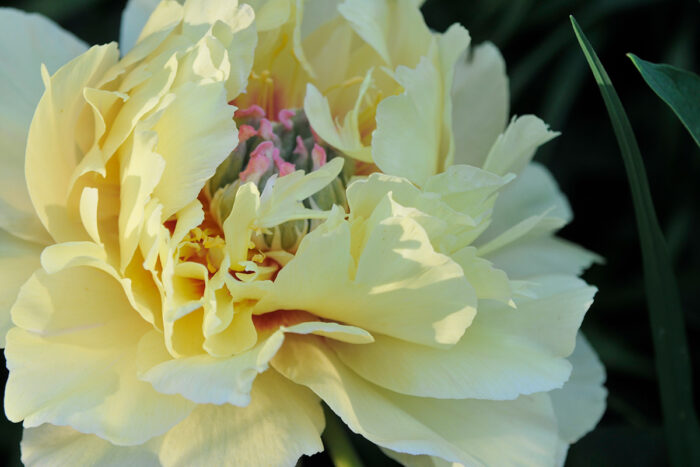 How to Grow Tree Peonies in the Northeast - Fine Gardening