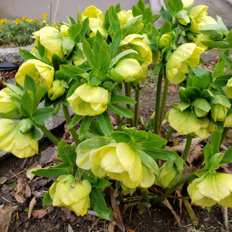 Spring in Elle’s Garden - Fine Gardening