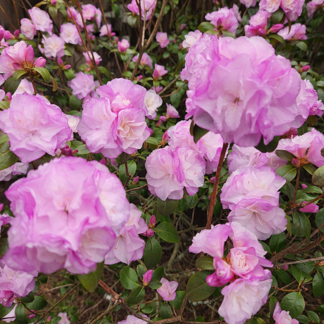 Spring in Elle’s Garden - Fine Gardening