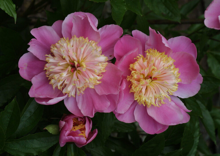 The Best Yellow, White, and Pink Peonies - Fine Gardening