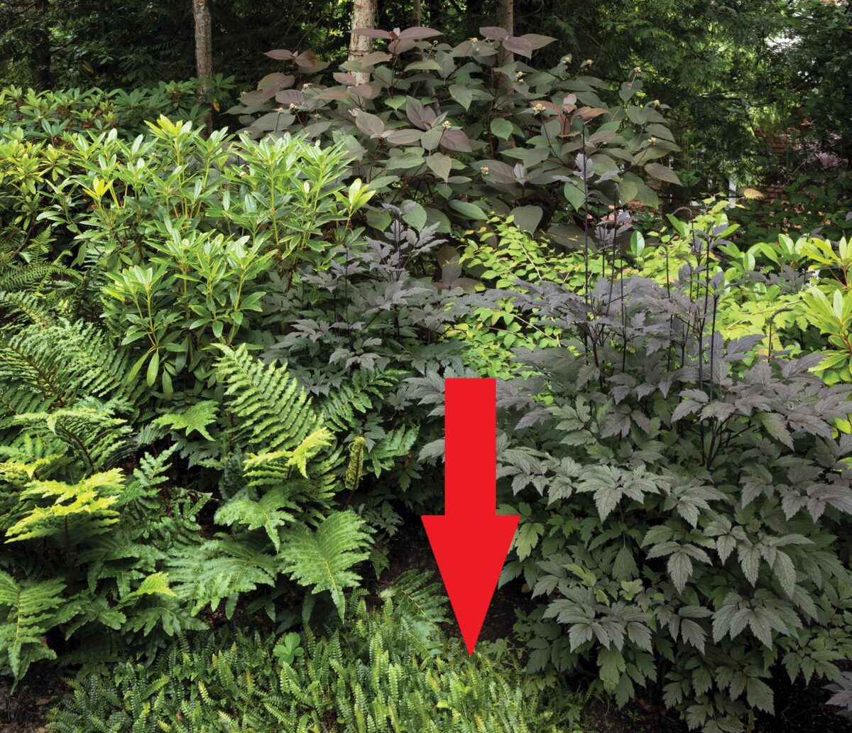 Episode 111: Weed-Suppressing Ground Covers - Fine Gardening