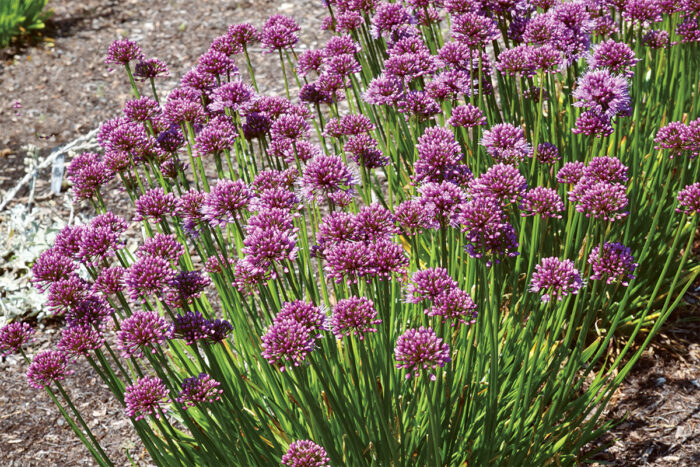The Best Summer Alliums to Grow: Plant Trial Results - Fine Gardening