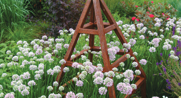 The Best Summer Alliums to Grow: Plant Trial Results - Fine Gardening