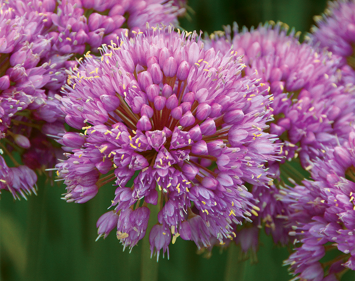 The Best Summer Alliums to Grow: Plant Trial Results - Fine Gardening