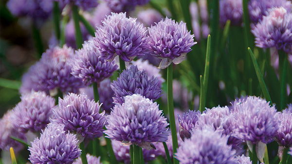 Alliums All Season Long - Fine Gardening