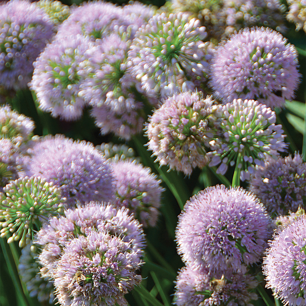 Noteworthy New Summer Alliums - Fine Gardening