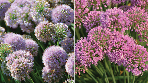 Alliums All Season Long - FineGardening