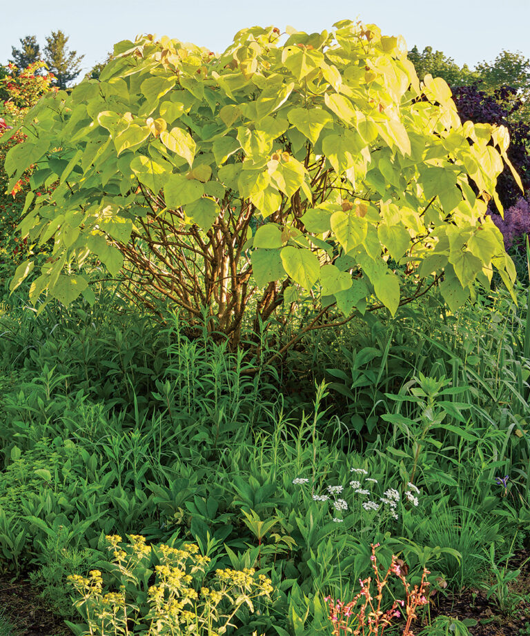 Big and Bold Plants for the Back of the Border - Fine Gardening