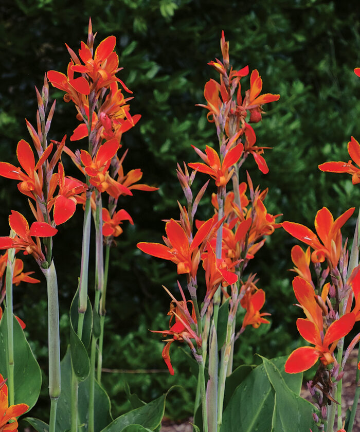 Big and Bold Plants for the Back of the Border - Fine Gardening