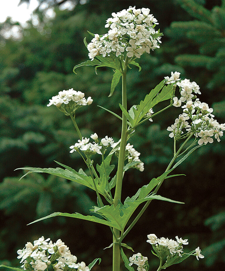 Big and Bold Plants for the Back of the Border - Fine Gardening