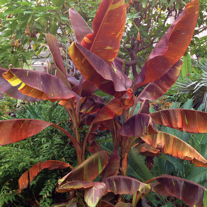 Big and Bold Plants for the Back of the Border - Fine Gardening