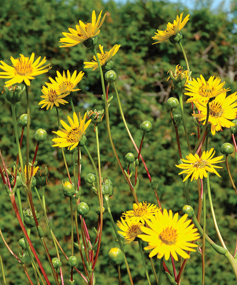 Big and Bold Plants for the Back of the Border - Fine Gardening
