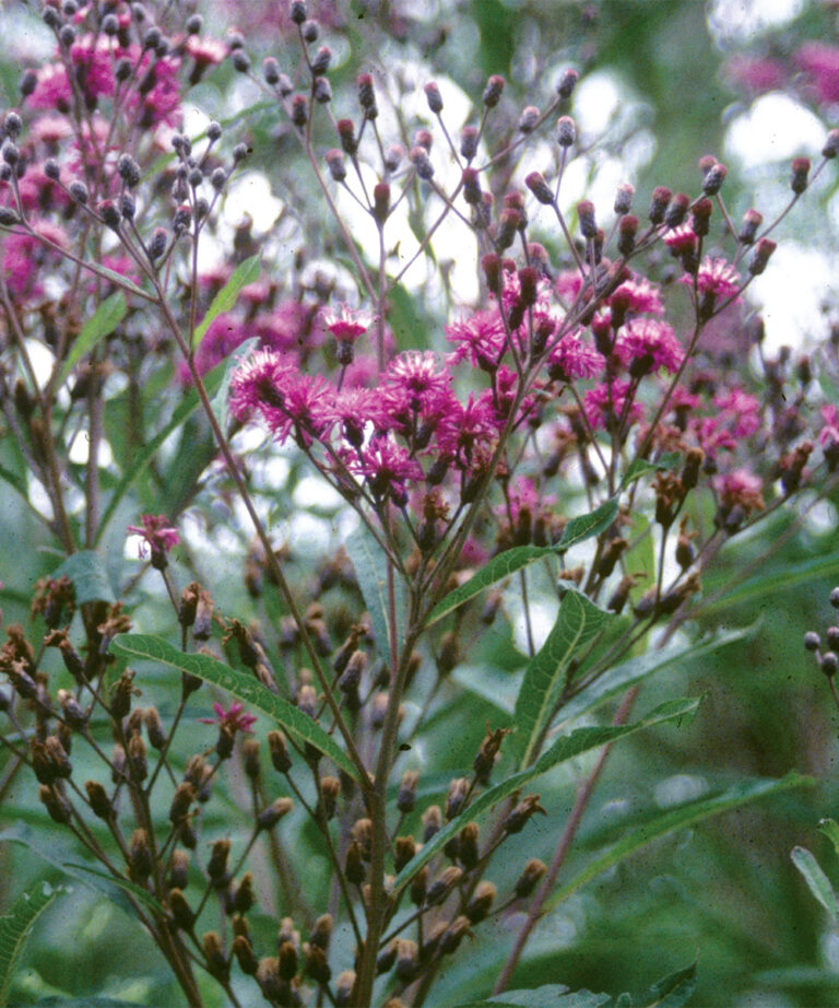 Big and Bold Plants for the Back of the Border - Fine Gardening