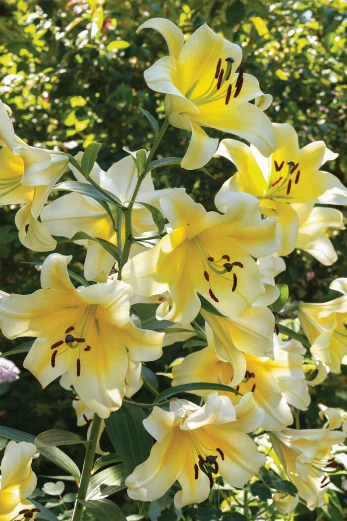 8 Summer Bulbs That Every Garden Needs - Fine Gardening
