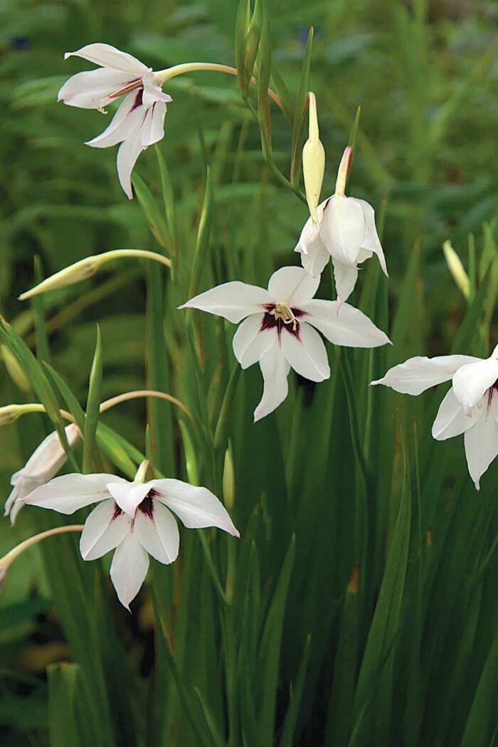 8 Summer Bulbs That Every Garden Needs - Fine Gardening