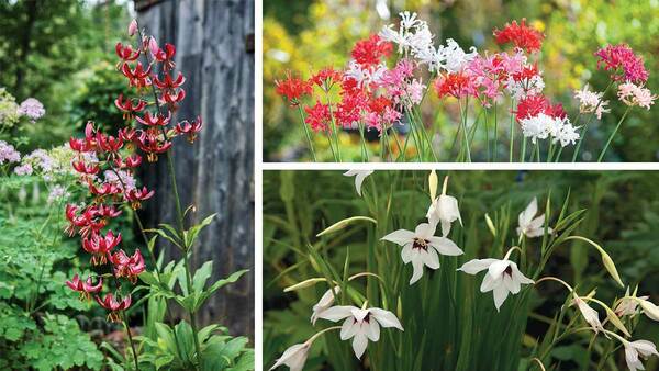 Tips for Working With Summer Bulbs - Fine Gardening
