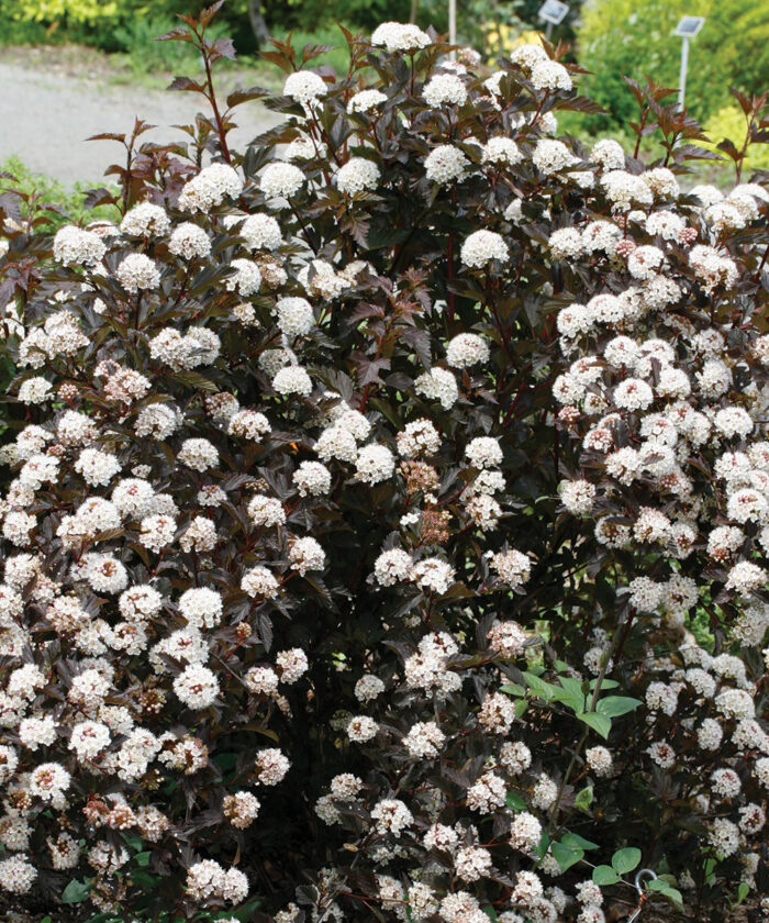 Drought-Tolerant Shrubs for the Mid-Atlantic - Fine Gardening