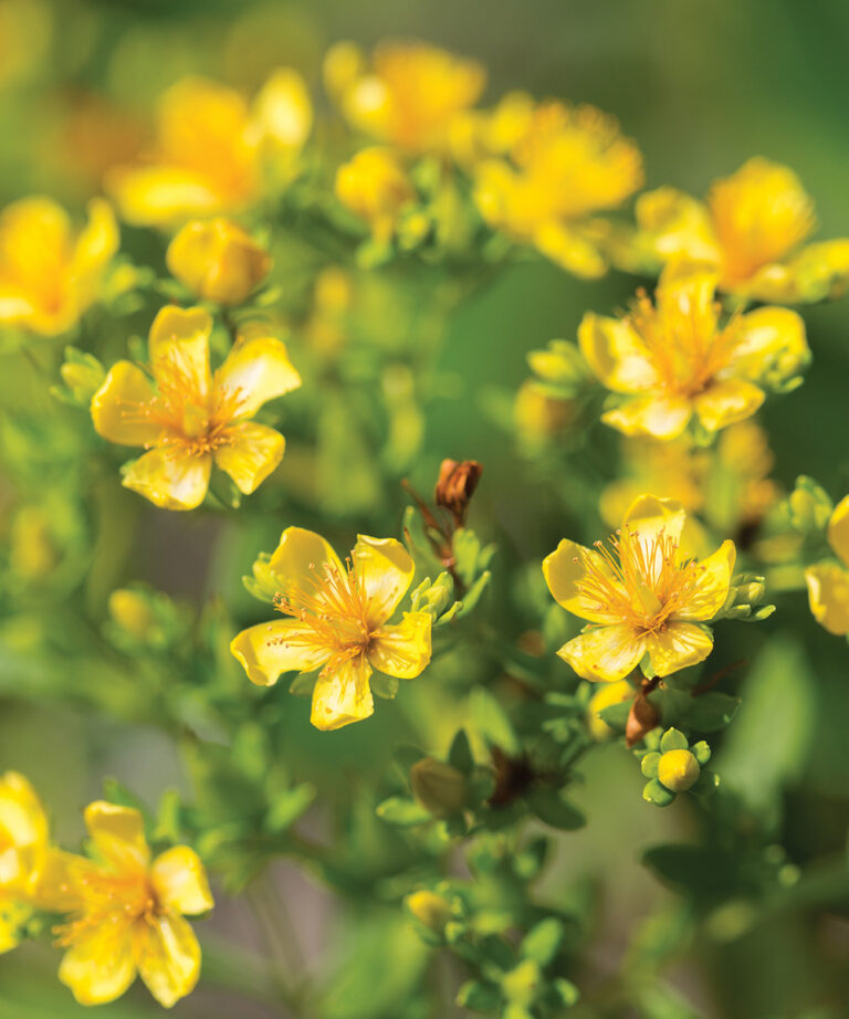 Drought-Tolerant Shrubs for the Mid-Atlantic - Fine Gardening