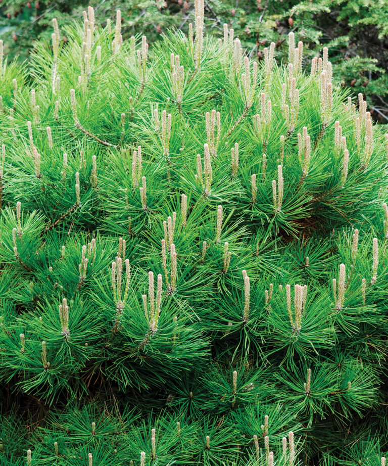 Drought-Tolerant Shrubs for the Mid-Atlantic - Fine Gardening