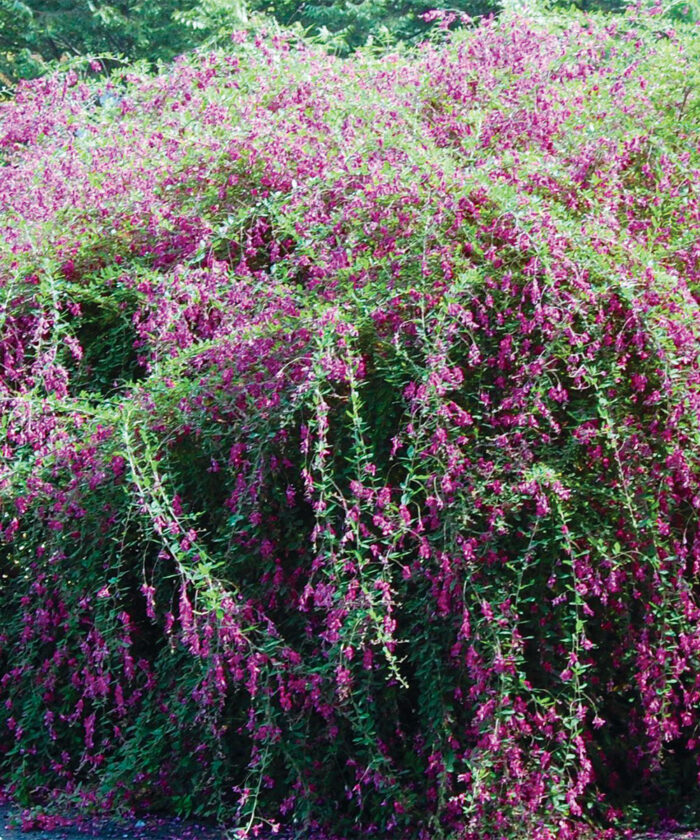 Drought-Tolerant Shrubs for the Mid-Atlantic - Fine Gardening