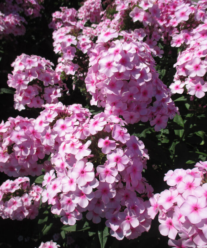 Growing Creeping Phlox and Annual Phlox in the Midwest - Fine Gardening