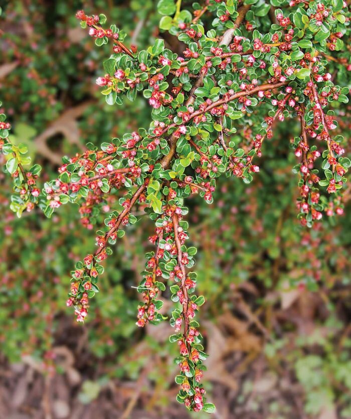 Drought-Tolerant Shrubs for the Midwest - Fine Gardening