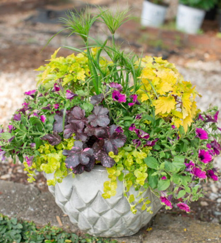 The Best Spiky Container Plants - Fine Gardening