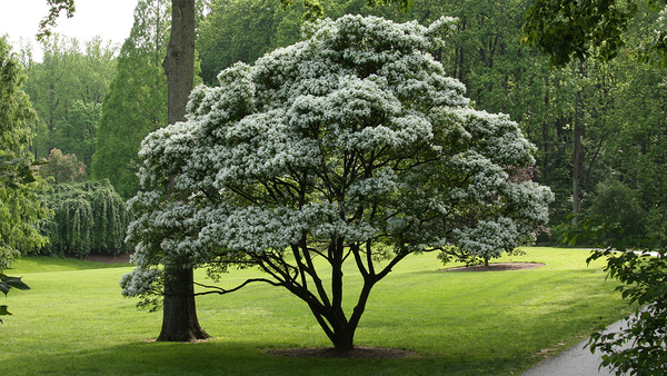 'Old Fashioned' smoke bush - FineGardening
