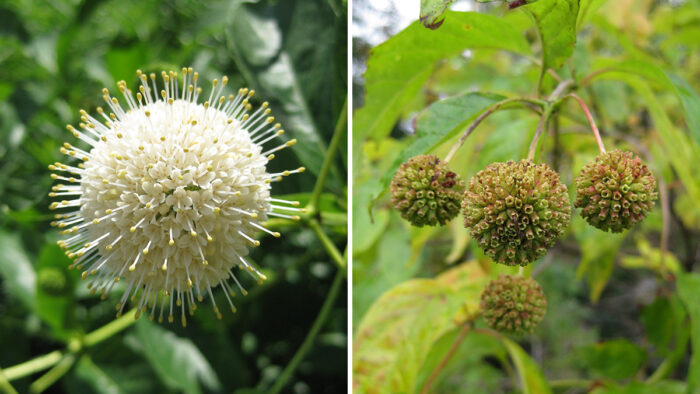 Growing Buttonbush: A Great Native Shrub for Wet Areas in the Garden ...