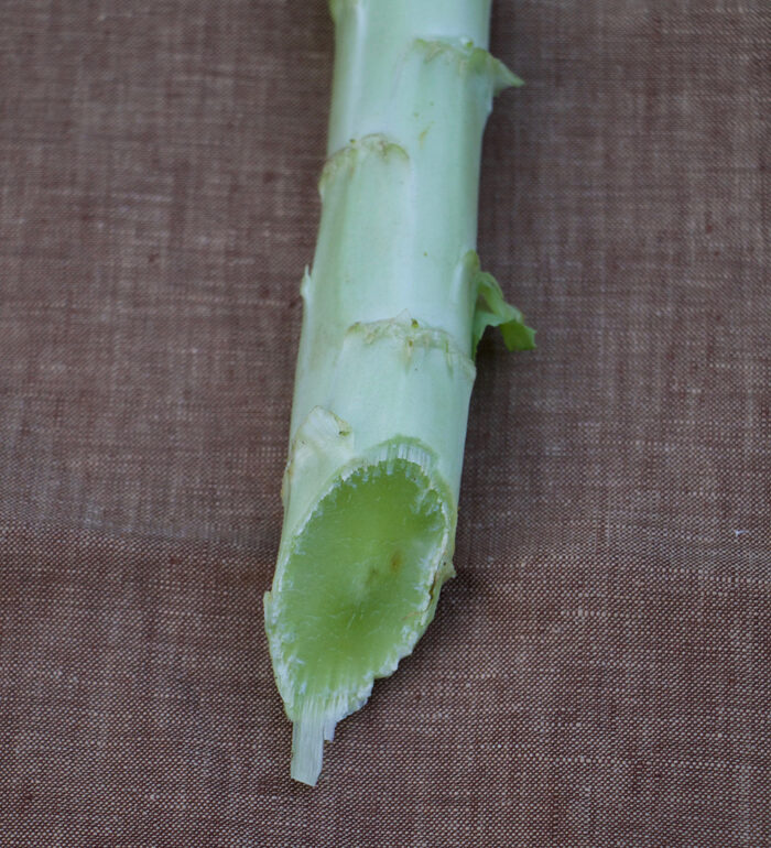 How to Grow Celtuce - Fine Gardening
