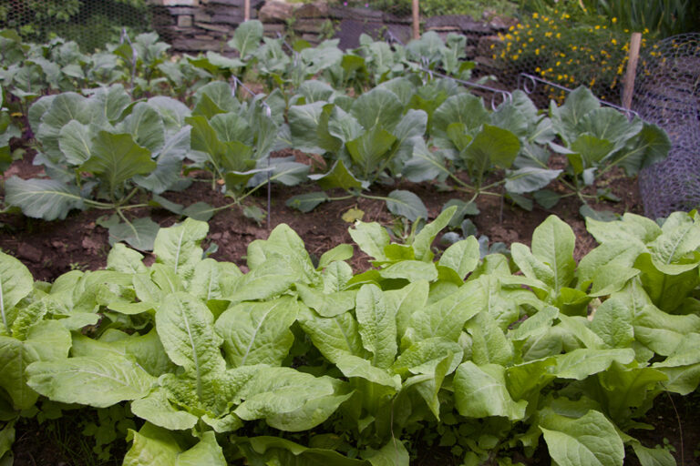 How to Grow Celtuce - Fine Gardening