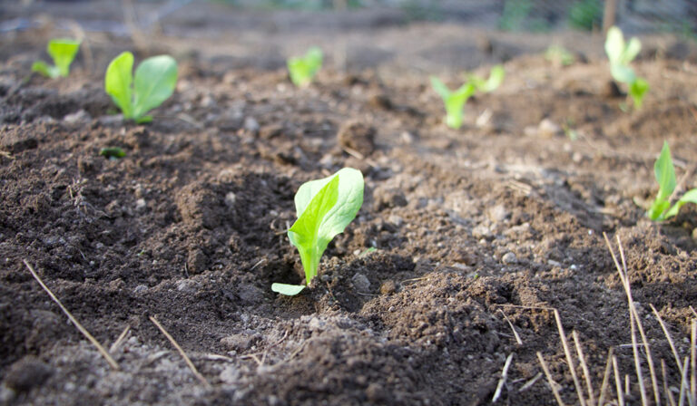 How to Grow Celtuce - Fine Gardening