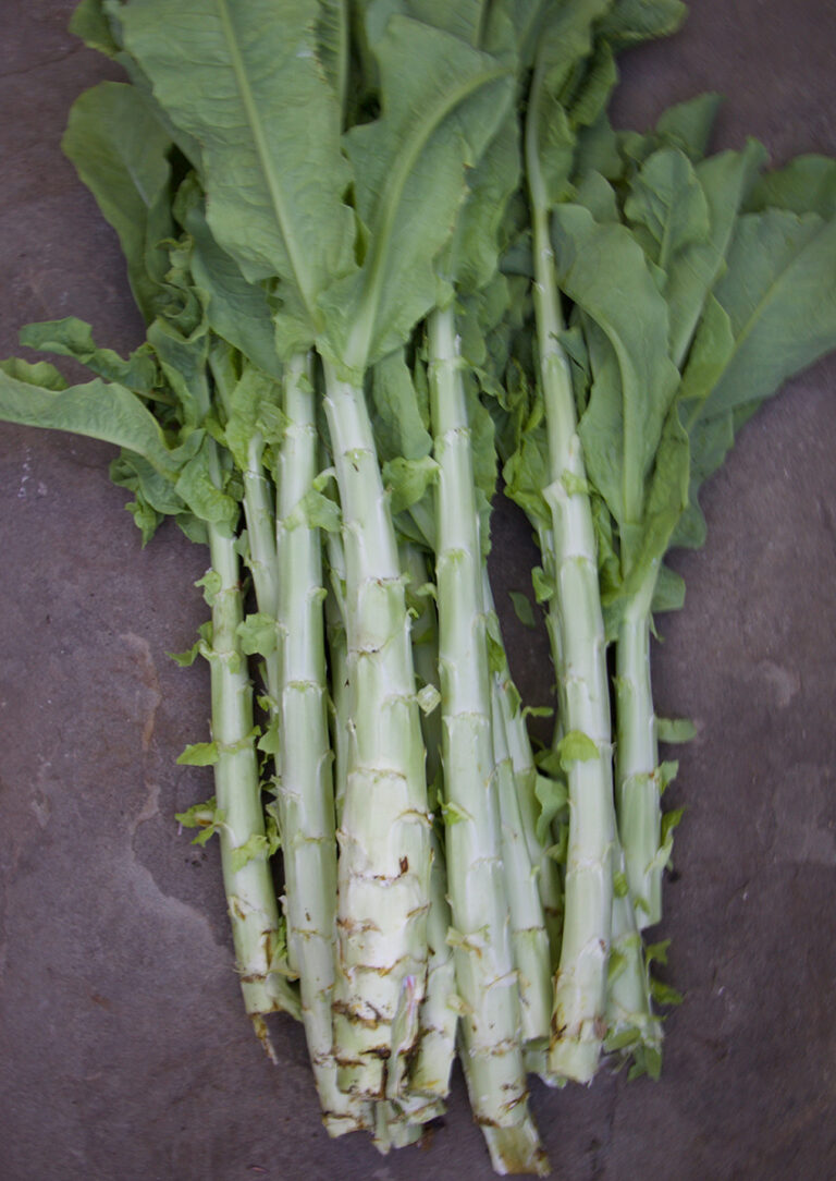 How to Grow Celtuce - Fine Gardening