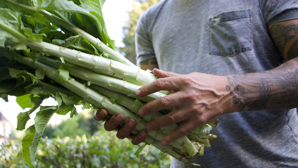 ‘Prairie Fire’ red switchgrass - FineGardening