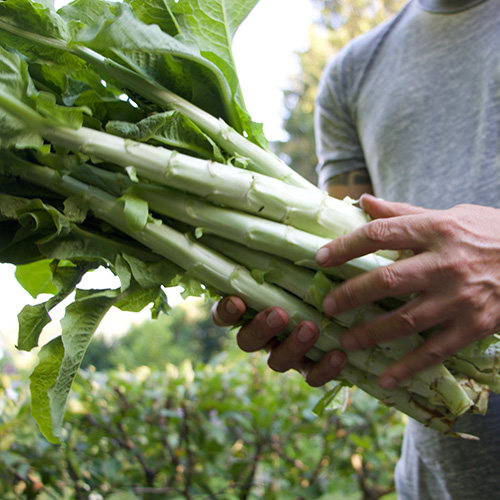 How to Grow Celtuce - Fine Gardening