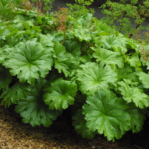 Native Alternatives to Hostas (That Are Deer Resistant) - Fine Gardening