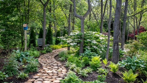 ‘Prairie Fire’ red switchgrass - FineGardening