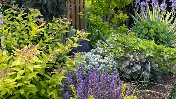 ‘Prairie Fire’ red switchgrass - FineGardening