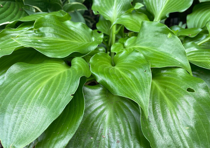 Hardy Plants for Dry Shade in the Northern Plains - Fine Gardening