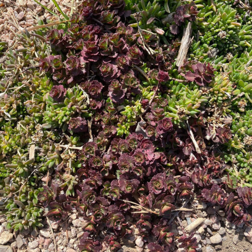Colorful Creeping Sedums for the Mountain West - Fine Gardening