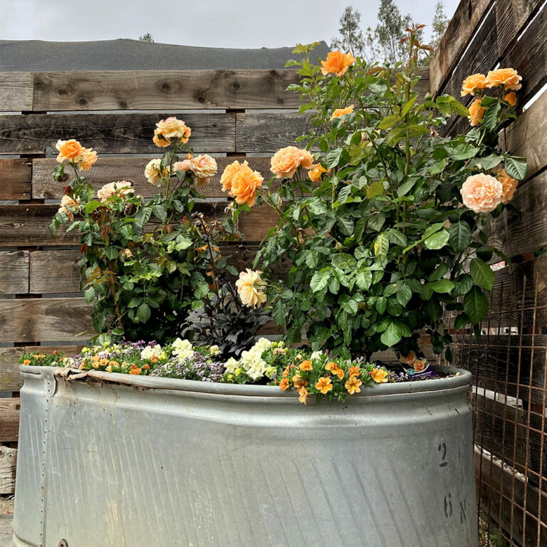 Tips for Growing Roses in Containers - Fine Gardening
