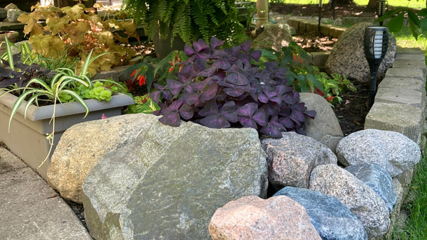 ‘Prairie Fire’ red switchgrass - FineGardening