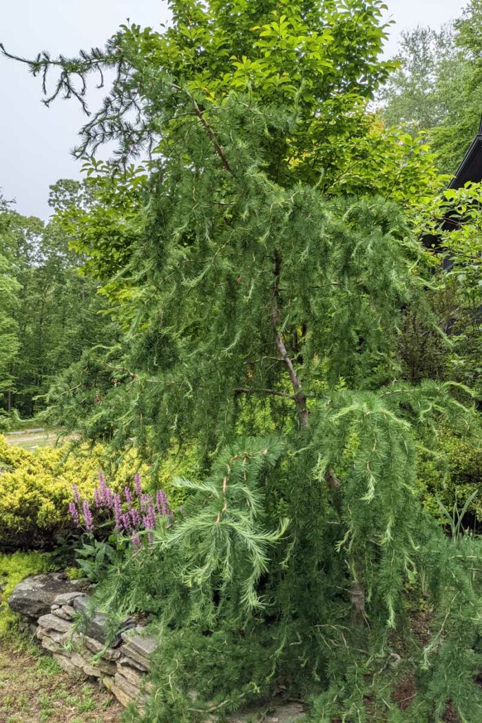 Episode 113: Big and Bold Plants - Fine Gardening