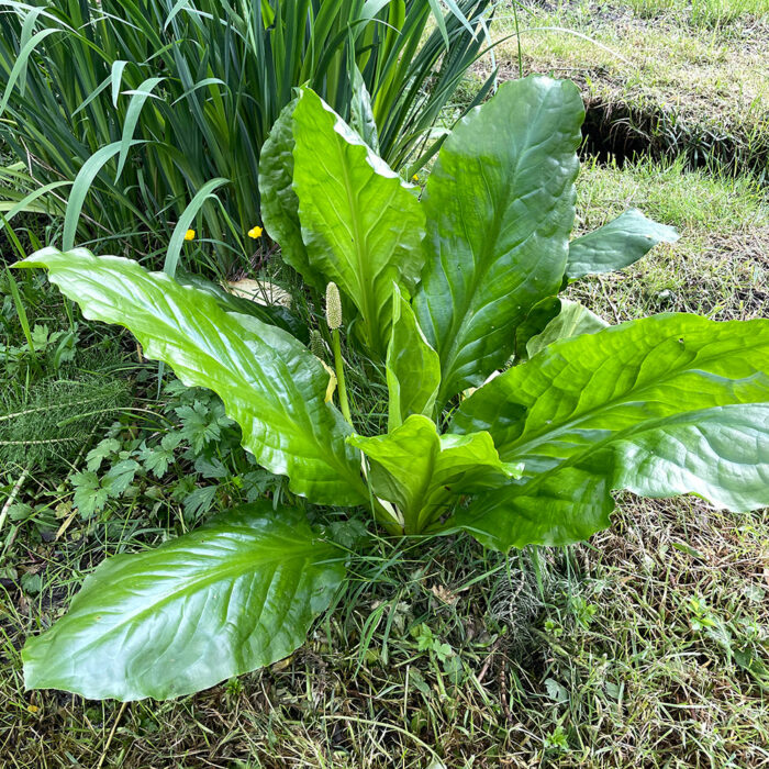 Native Alternatives to Hostas (That Are Deer Resistant) - Fine Gardening