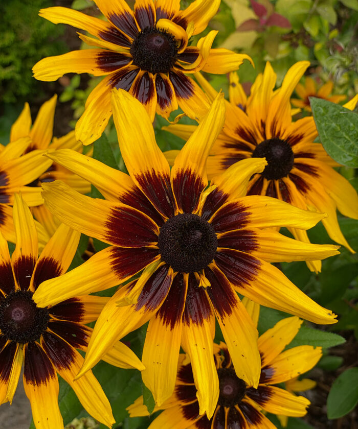 The Best Long-Lived Black-Eyed Susans - Fine Gardening