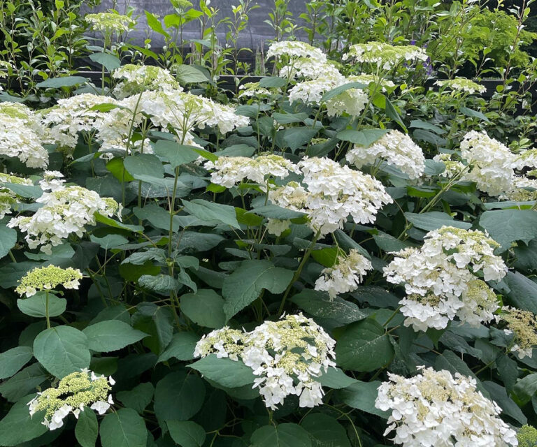 Winter-Hardy Hydrangeas - Fine Gardening