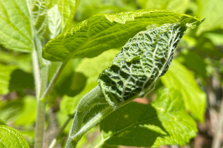 Winter-Hardy Hydrangeas - Fine Gardening